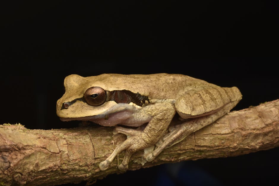 Top 10 Oldest Living Things on Earth - Trivava