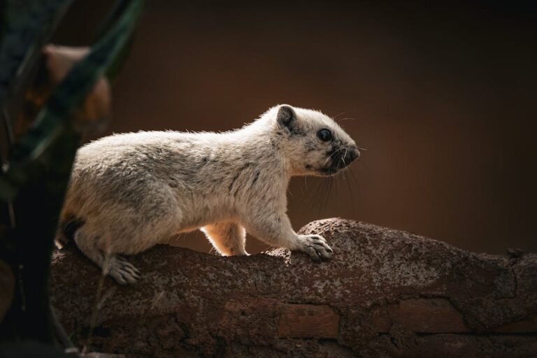 Did You Know? 12 Rare Weather Events - Trivava