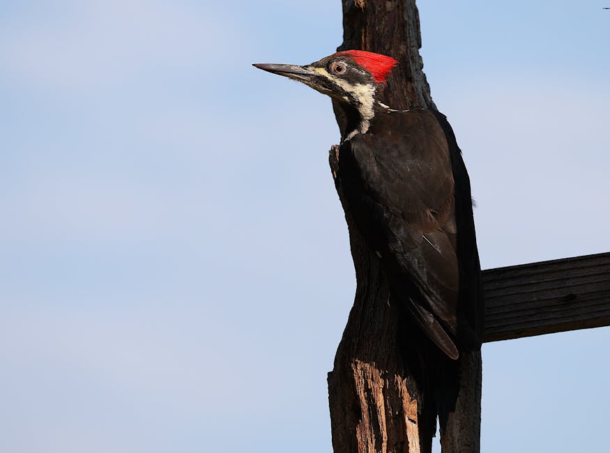Which bird is famous for using sticks to dig insects out of trees ...