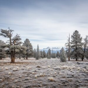 Forests That Are Technically Classified as Deserts - Trivava